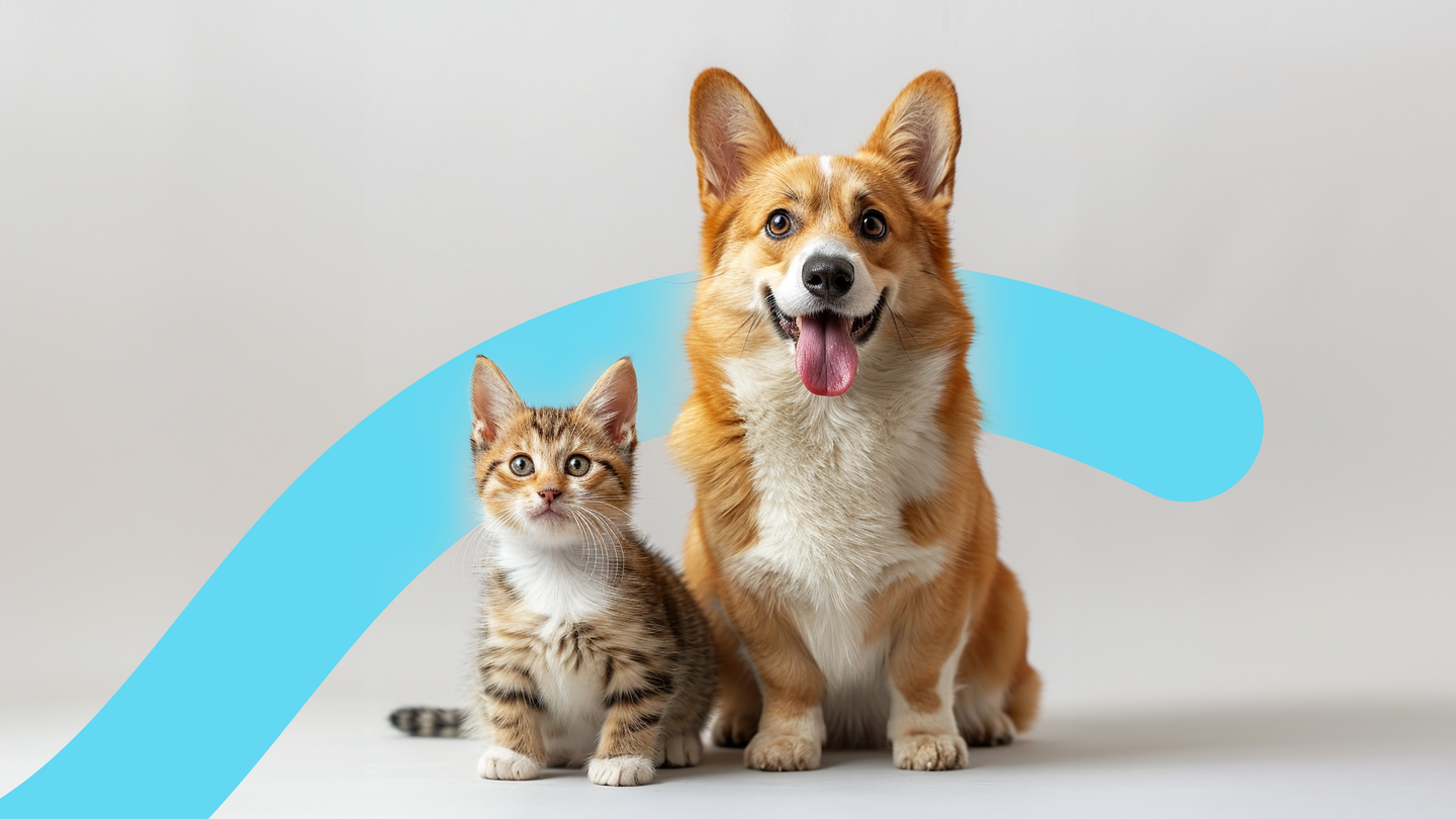 Pets in Kuwait: How to choose the right companion for you? - q84sale